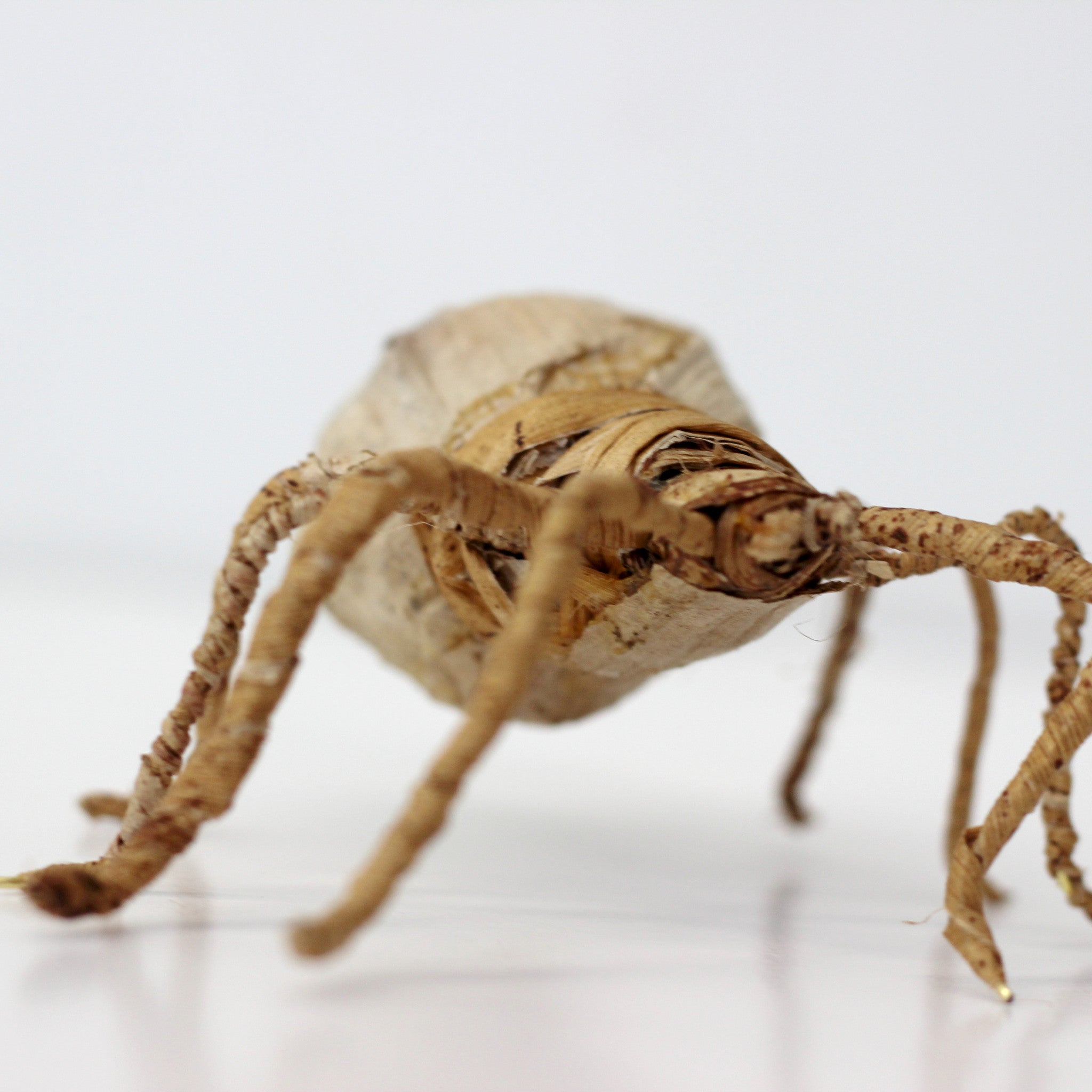 Microscopic Spider Virus